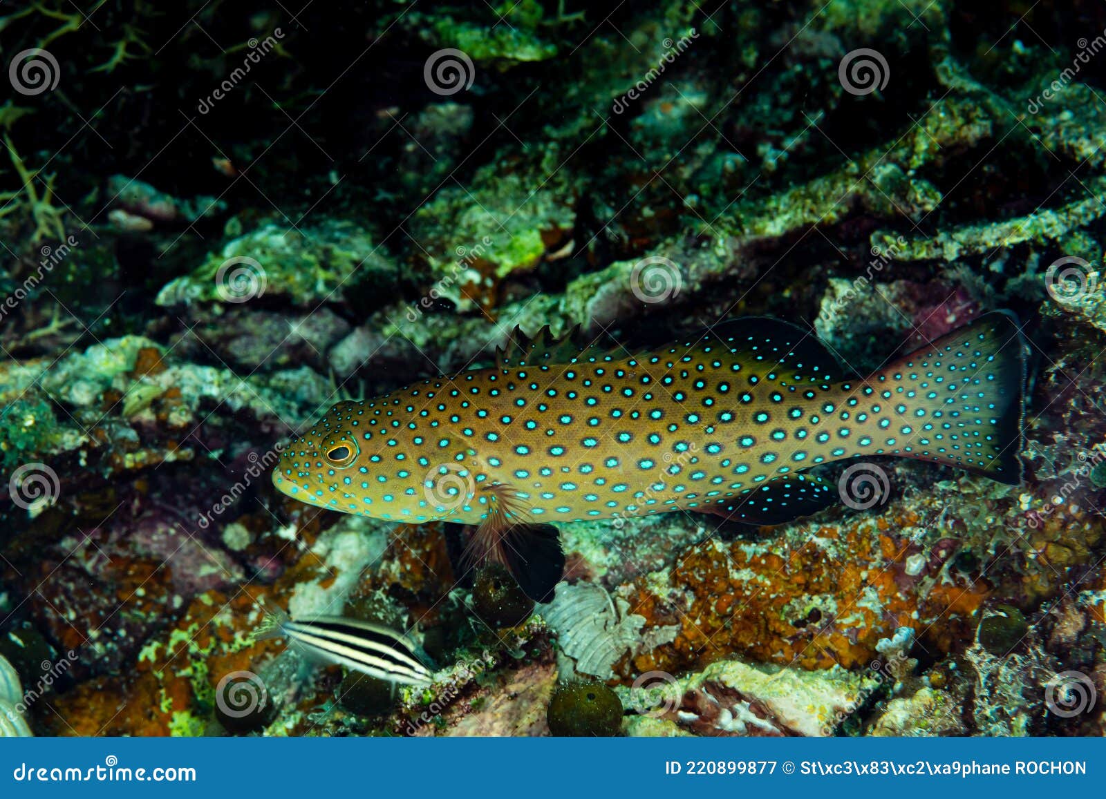 Starry grouper fish stock image. Image of jaya, destination - 220899877