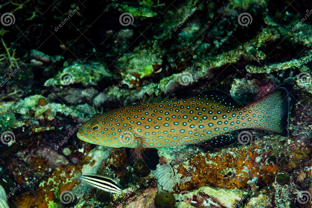 Starry grouper fish stock image. Image of jaya, destination - 220899877
