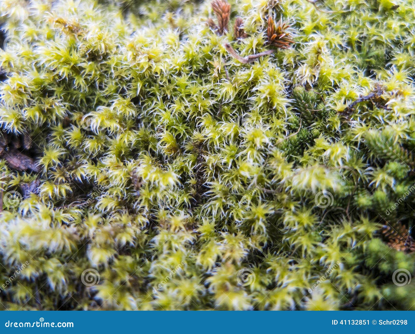 Starry Moss stock image. Image of star, moss, outdoors - 41132851