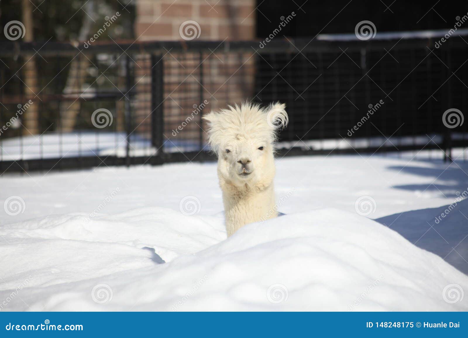 Starry night in Alaska stock image. Image of winter - 148248175