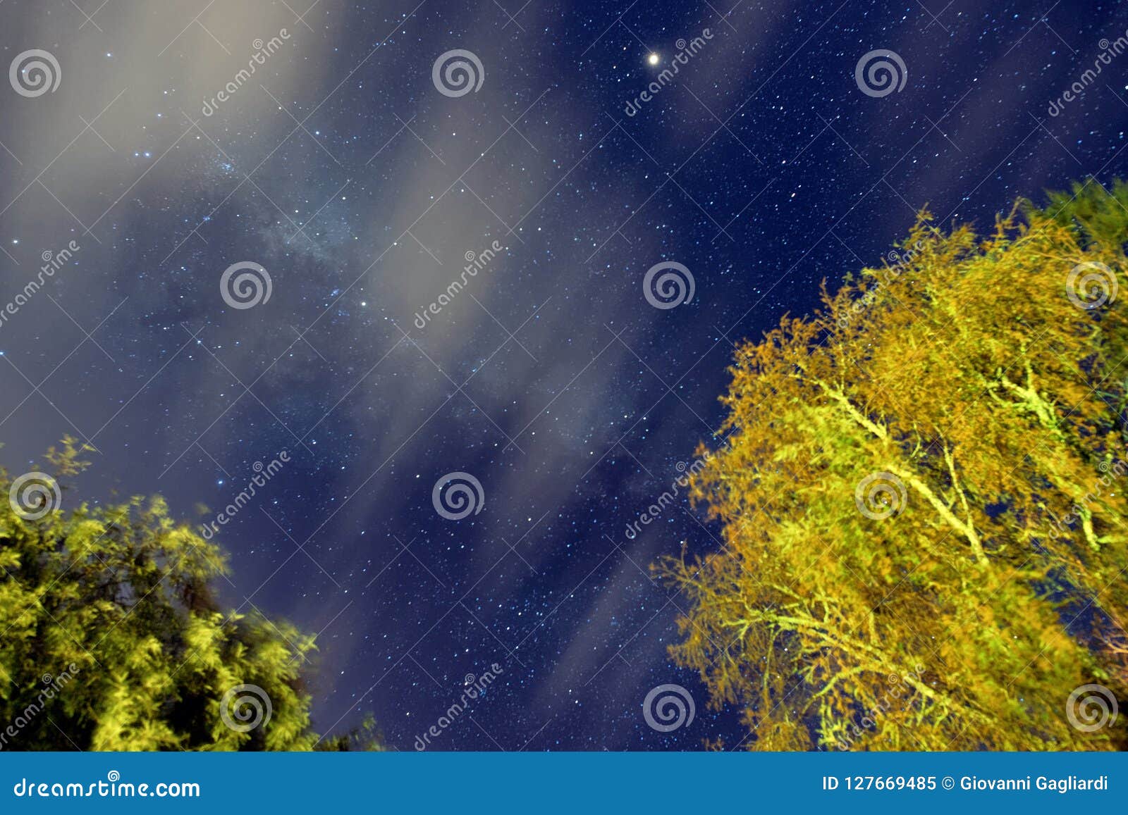 Starry Night with Forest Trees in Foreground Stock Image - Image of ...