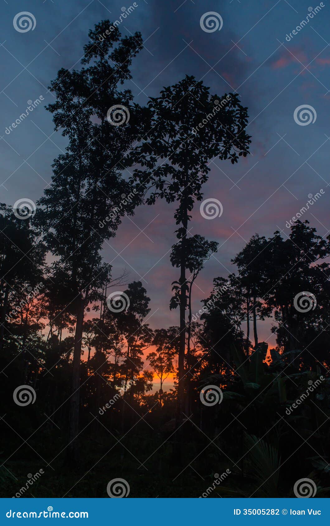 Starry_night stock photo. Image of tree, philippines - 35005282