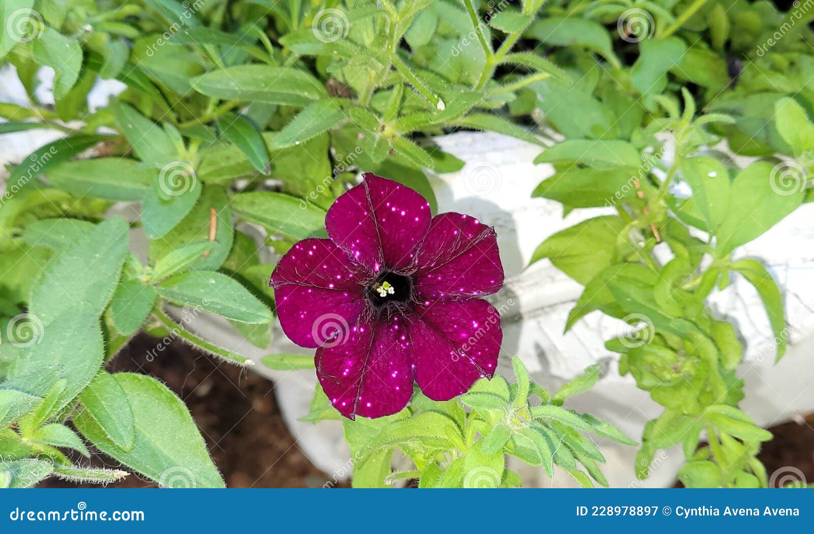 Starry night petunia stock image. Image of starry, petal - 228978897