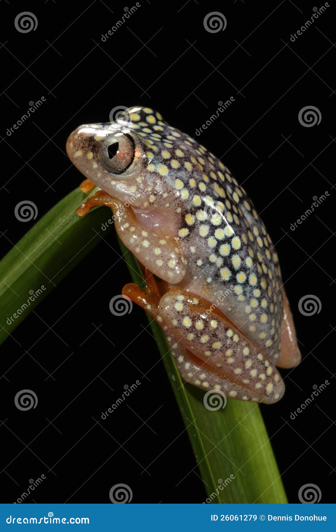 Starry Night Reed Frog stock image. Image of america - 26061279
