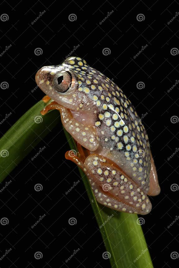 Starry Night Reed Frog stock image. Image of america - 26061279