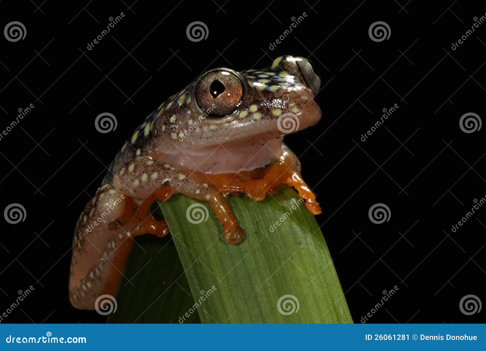 Starry Night Reed Frog stock image. Image of golden, central - 26061281