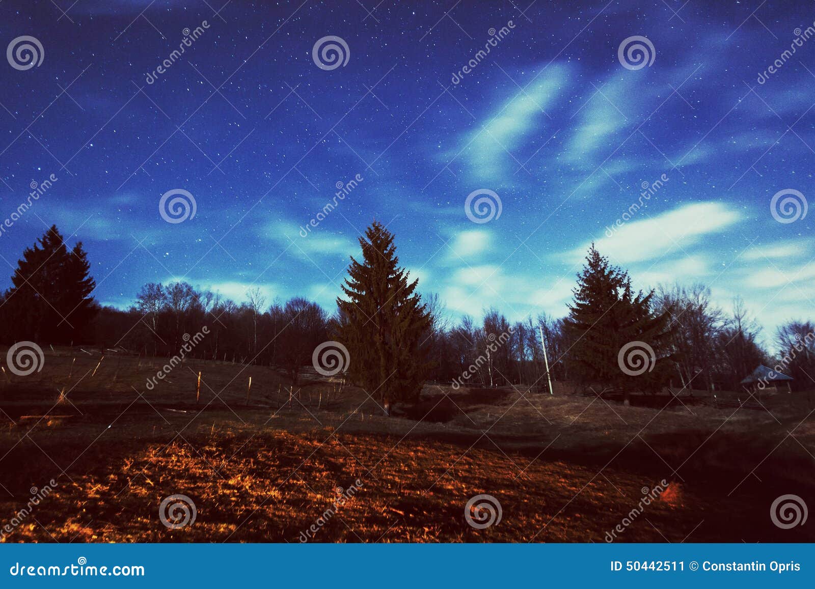 Starry Night Sky and Forest Landscape Stock Image - Image of dark ...