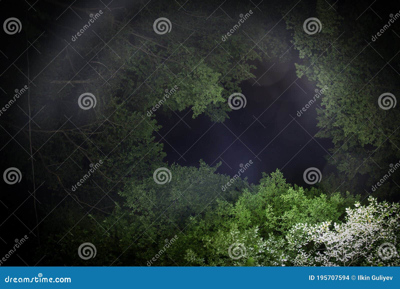 Starry Night Sky through Tree Branches. Night in Forest Stock Photo ...