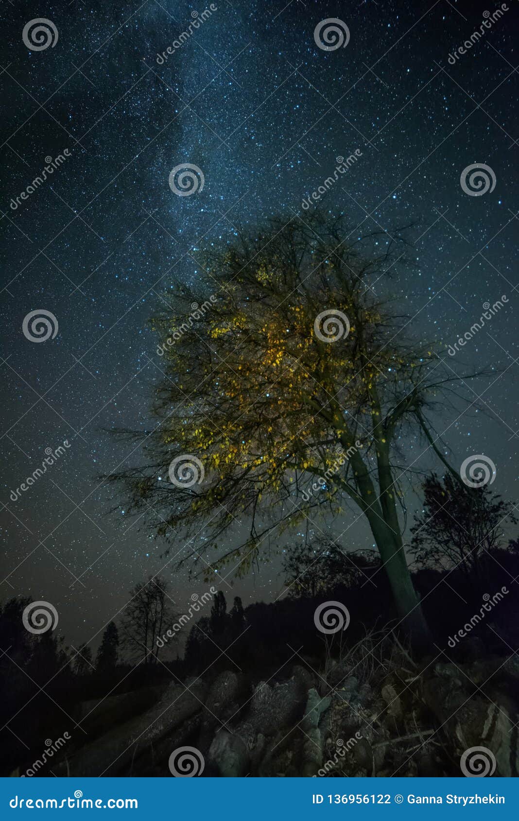 Starry Night Sky and Tree with Yellow Leaves. Night in the Countryside ...