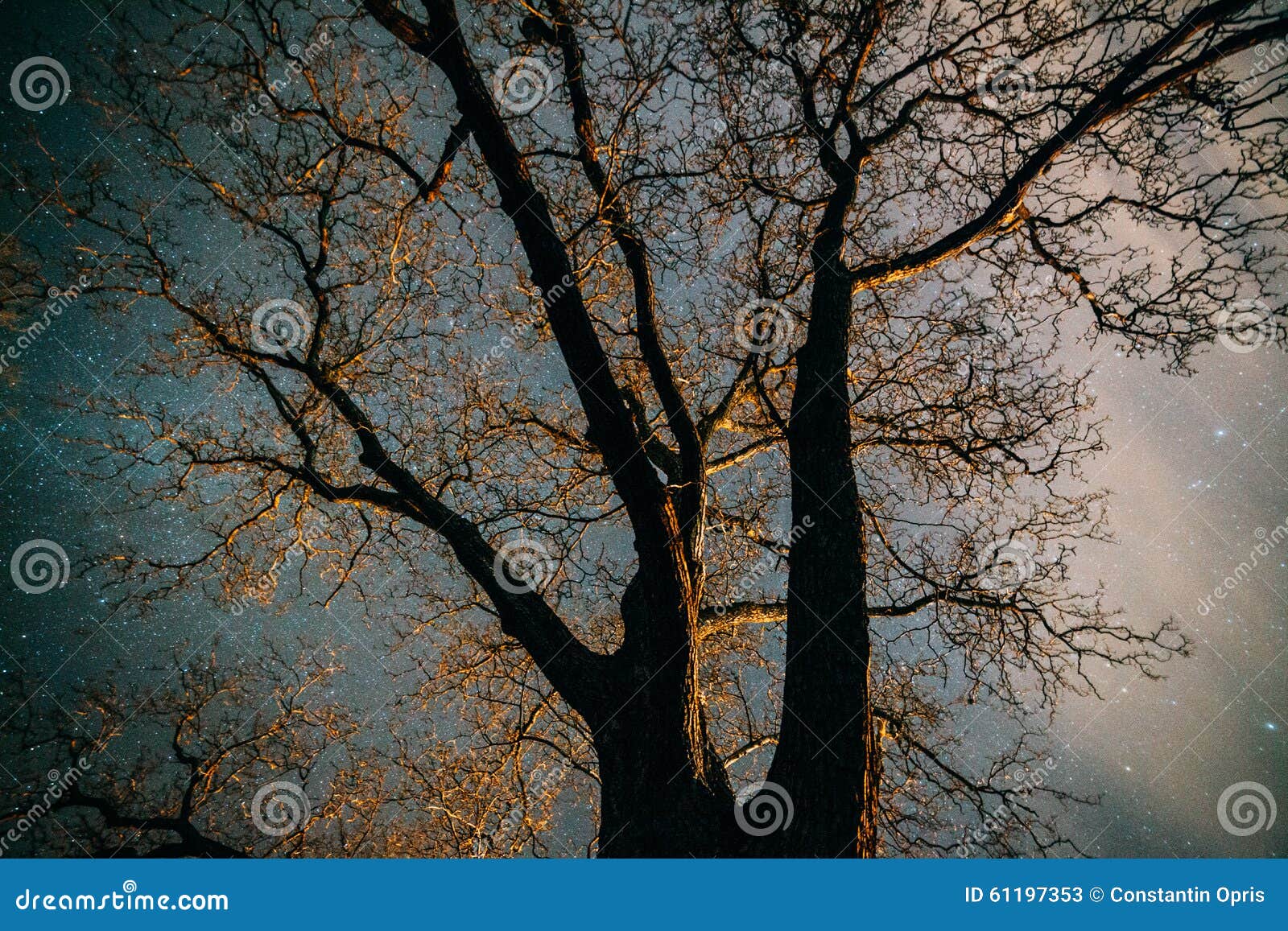 Tree Limbs Stacked Up In The Woods For Shelter Stock Image ...