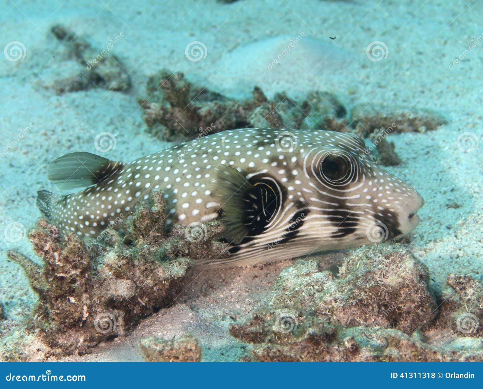 Starry paffer stock photo. Image of reef, world, nature - 41311318