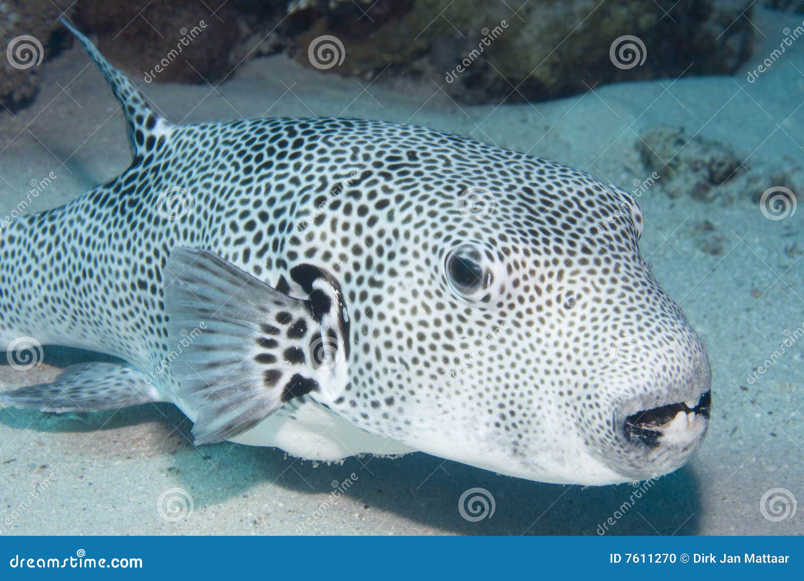Starry Puffer stock photo. Image of reef, tropical, scuba - 7611270