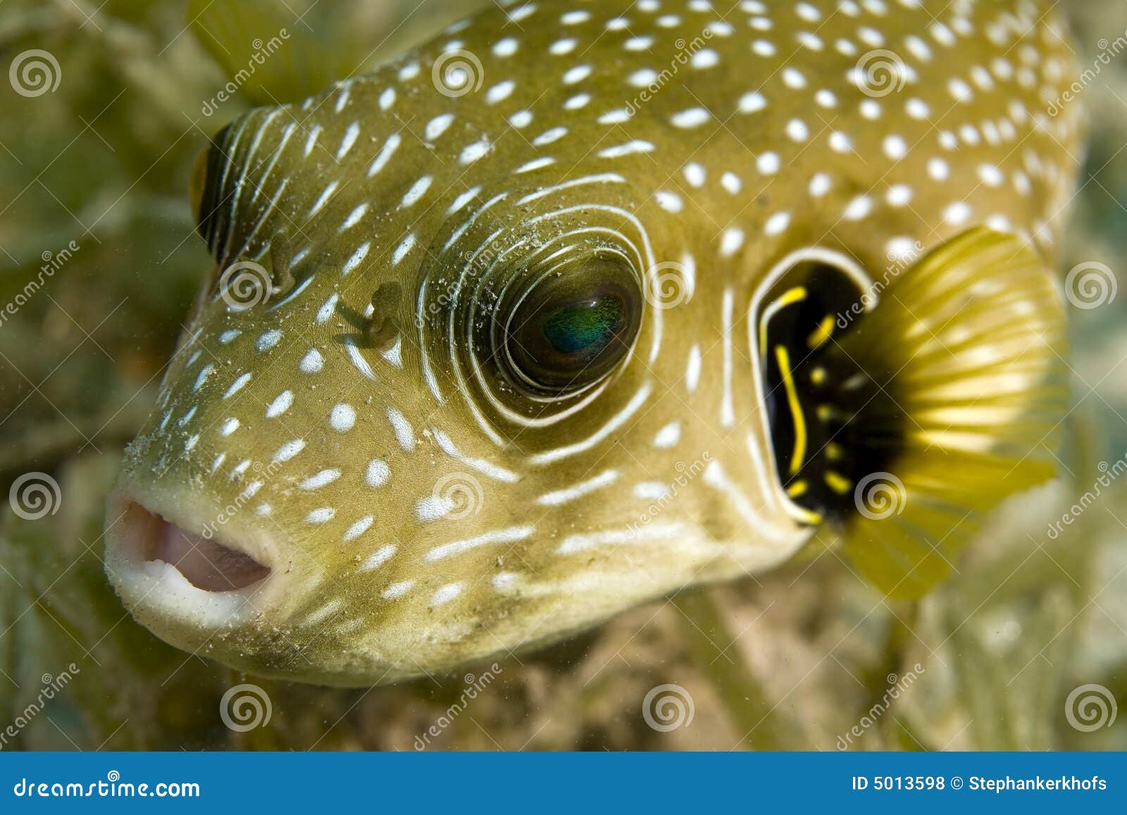 Starry Puffer (arothron Stellatus) Stock Photo - Image of egypt ...