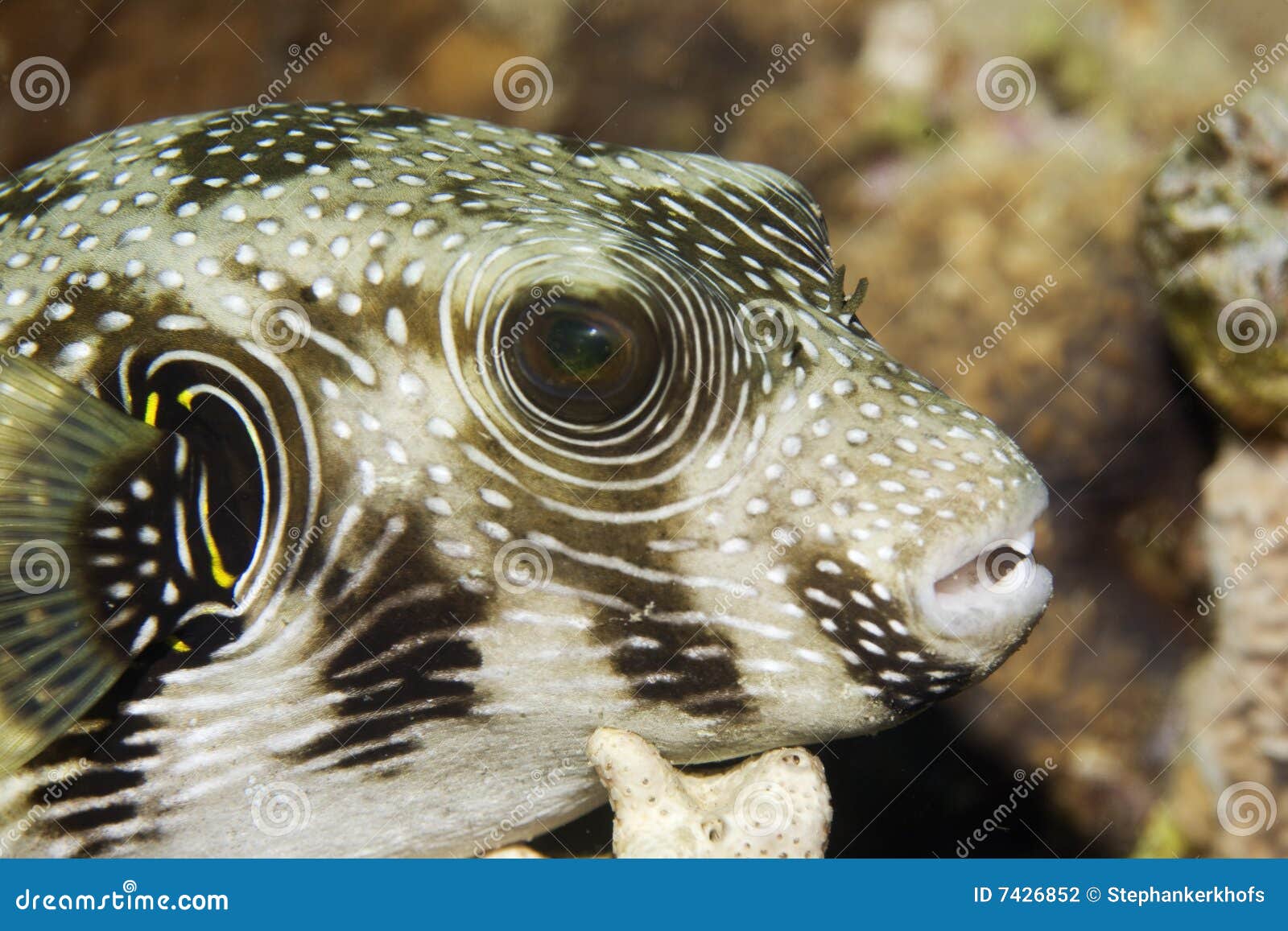 Starry Puffer (arothron Stellatus) Stock Photo - Image of dive ...