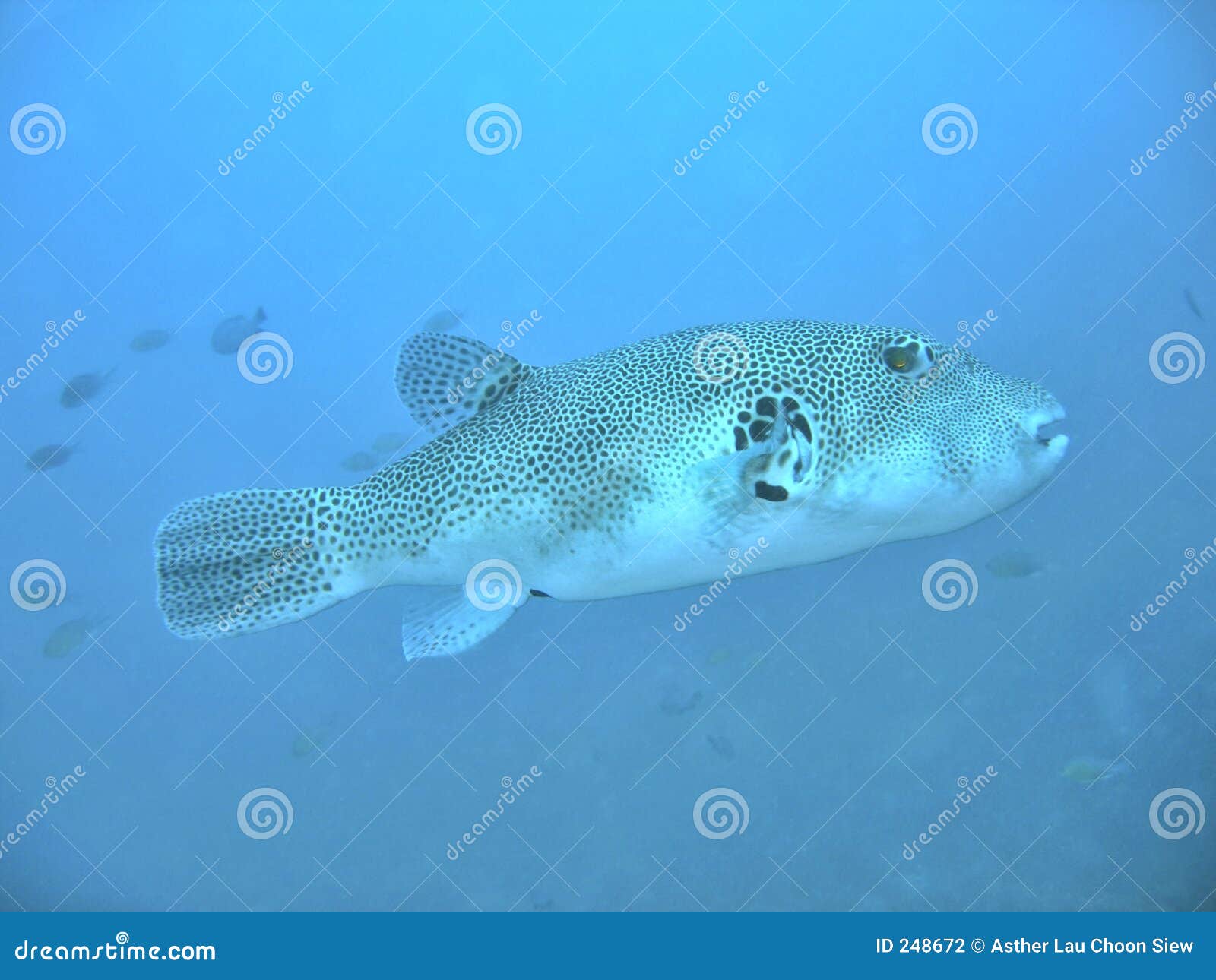 Starry Pufferfish stock photo. Image of underwater, blue - 248672
