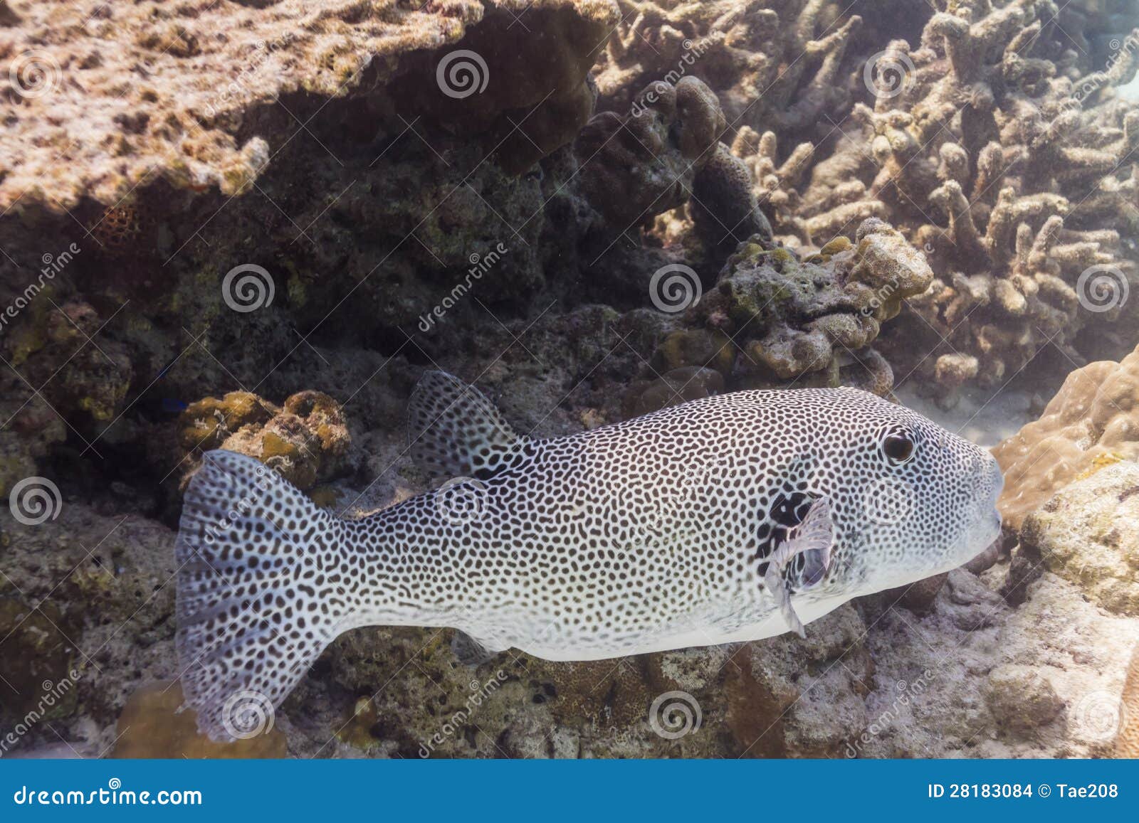 Starry pufferfish stock photo. Image of pufferfish, sandy - 28183084
