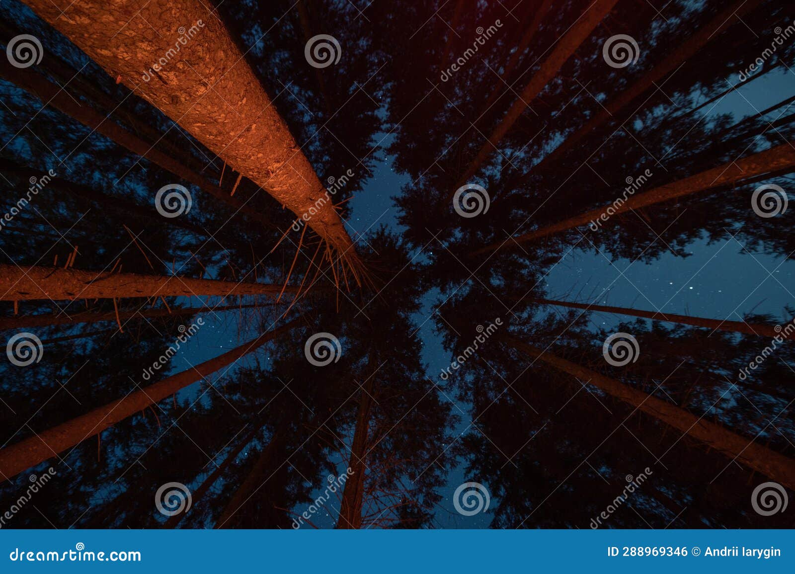 Starry Sky and Trees, Night Space Background Stock Photo - Image of ...