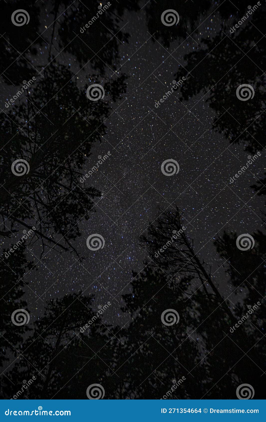 Starry Sky in Winter in a Pine Forest Stock Photo - Image of landscape ...