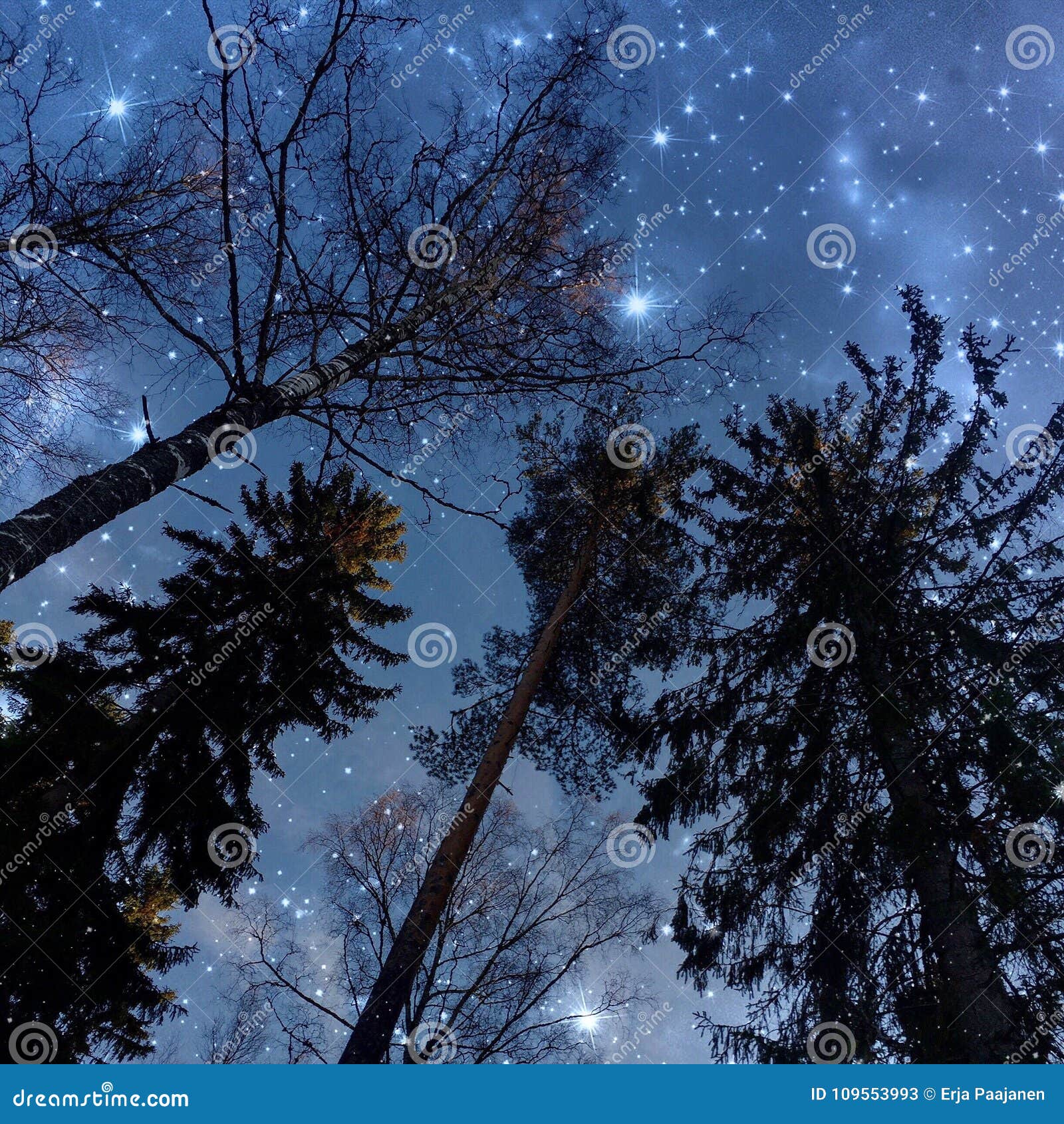 Starry sky stock image. Image of forest, nature, stars - 109553993
