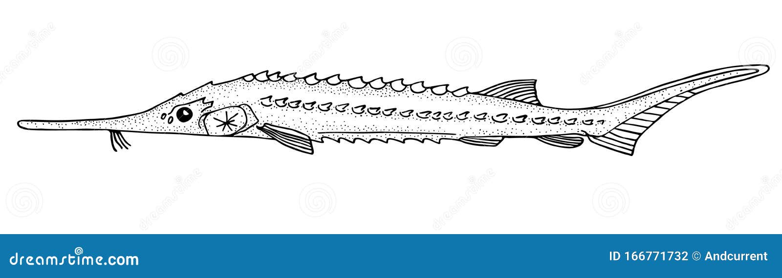 Starry Sturgeon. Black Hand Drawn Realistic Outline Vector Image Stock ...