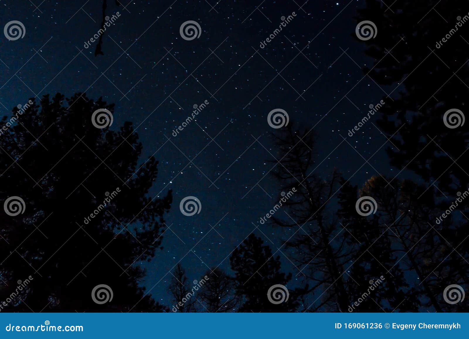 Starry sky in the forest. stock photo. Image of blue - 169061236