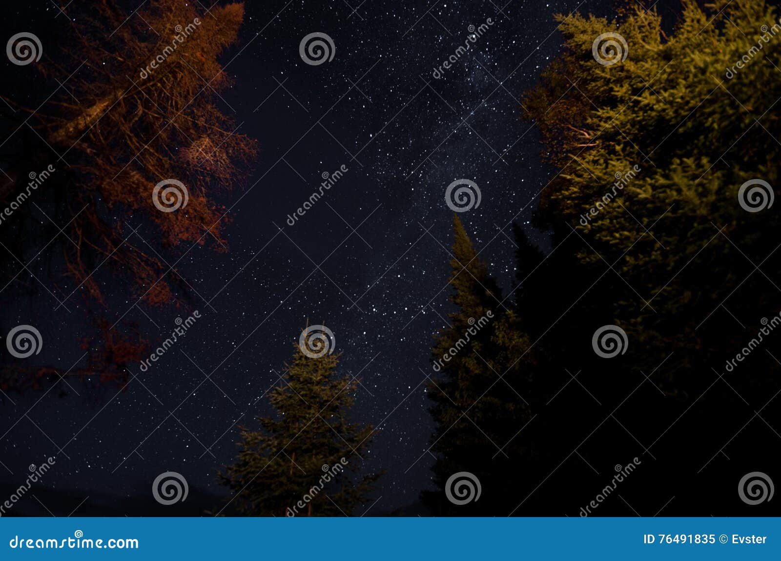Stars in the Forest stock image. Image of forest, stars - 76491835