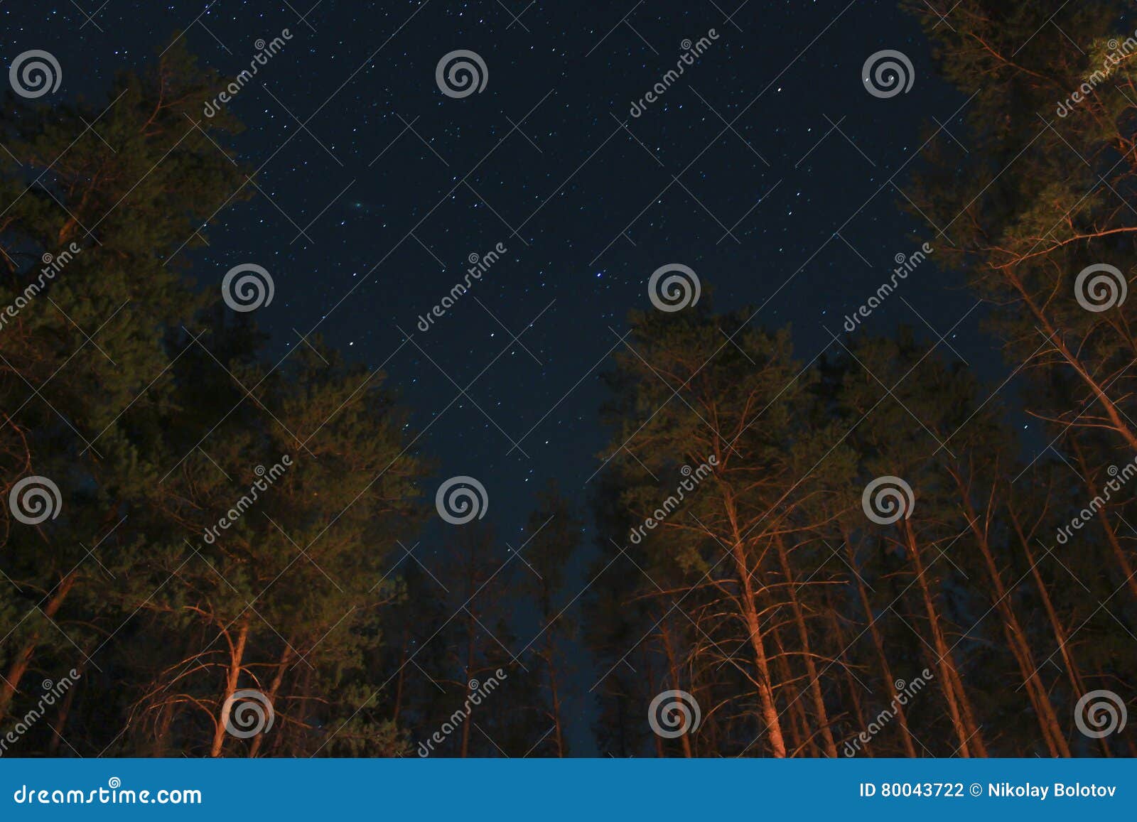 Stars in the forest stock photo. Image of night, astrology - 80043722