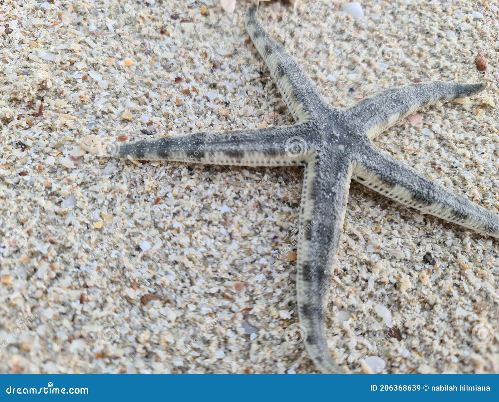 Stars on the ground stock image. Image of invertebrate - 206368639