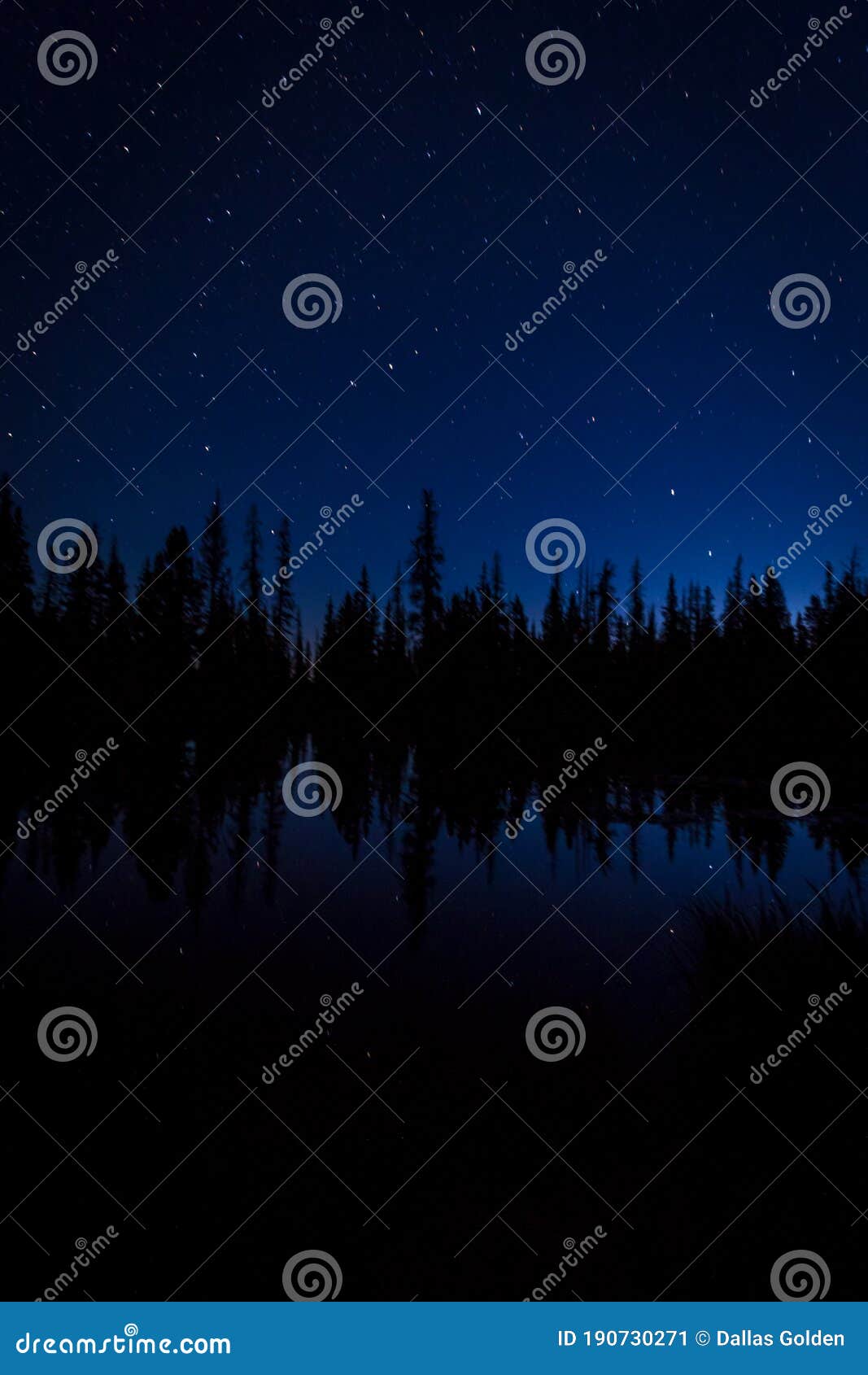 Stars at Night Above Forest Tree Line Stock Image - Image of reflection ...