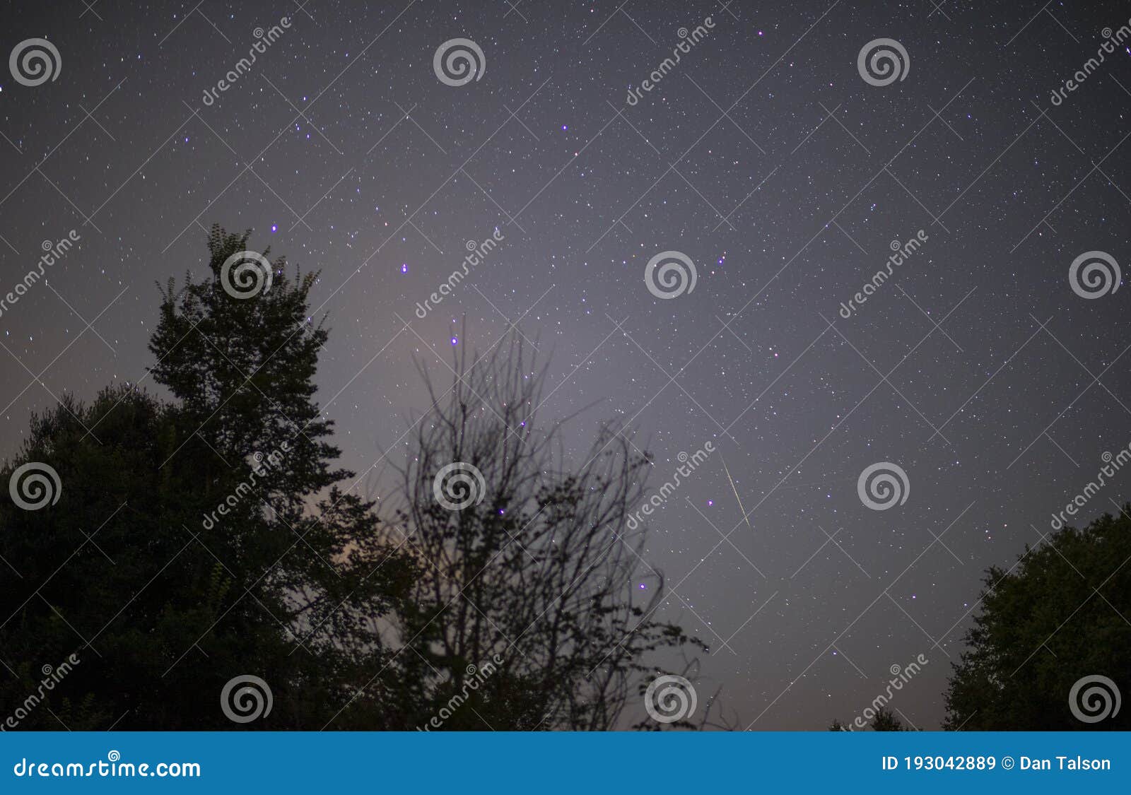 Stars in Night Sky Above Trees Stock Image - Image of branch, footage ...