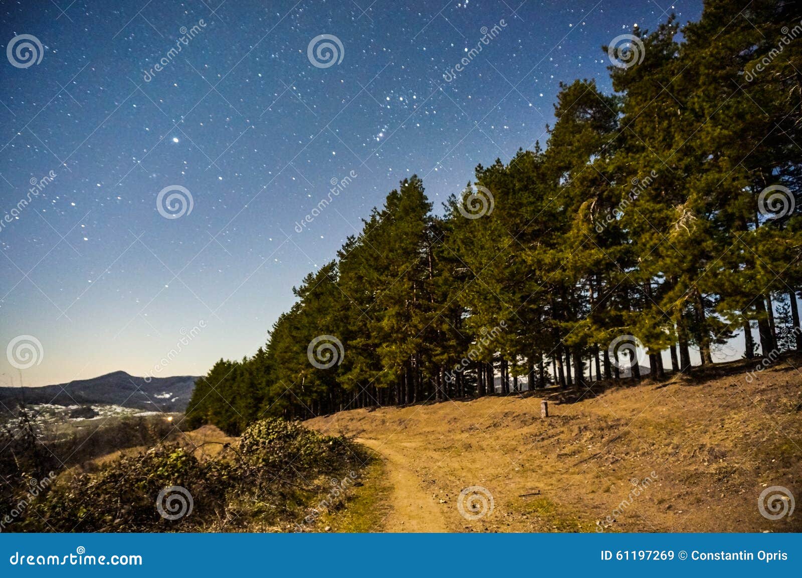 Stars in Night Sky Over Trees Stock Image - Image of view, skies: 61197269