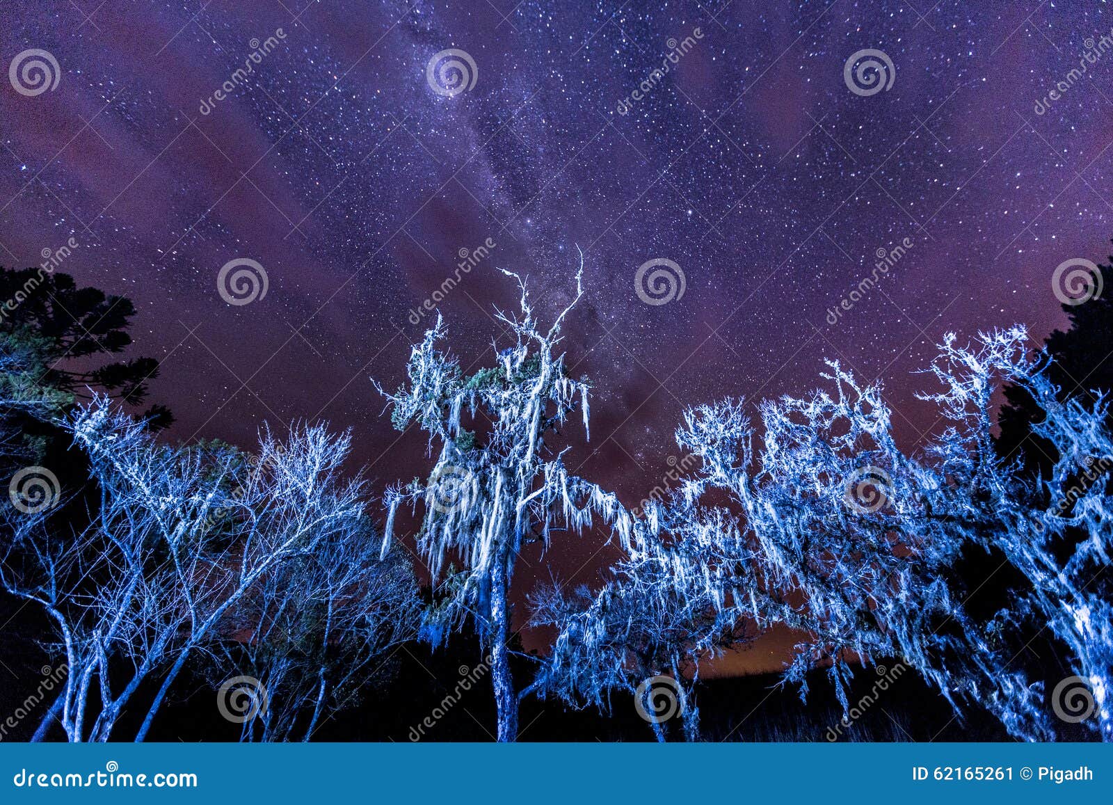 Stars over the trees stock image. Image of river, trees - 62165261