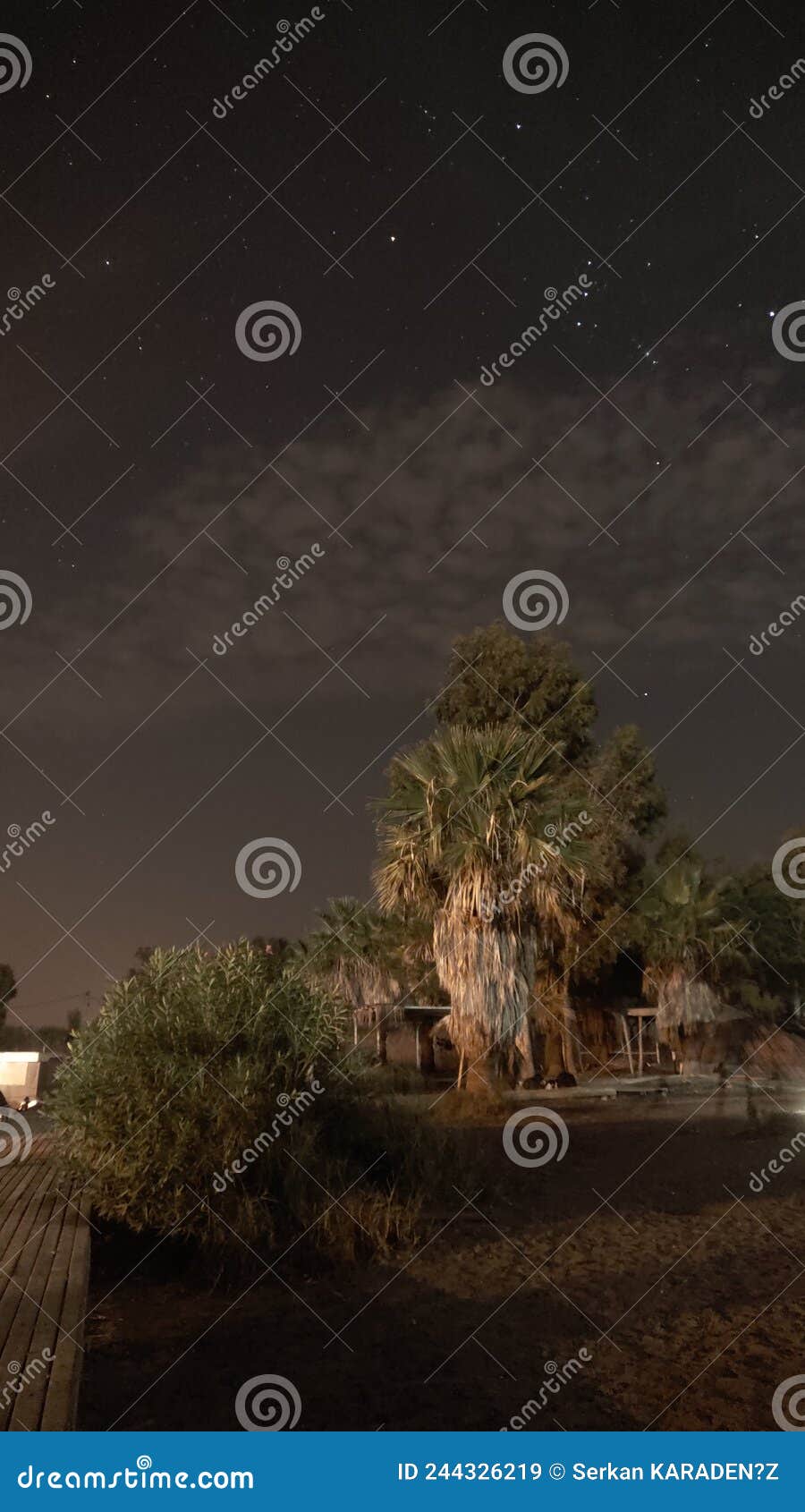 Stars and Palm Tree stock image. Image of palm, nightphotopgraphy ...