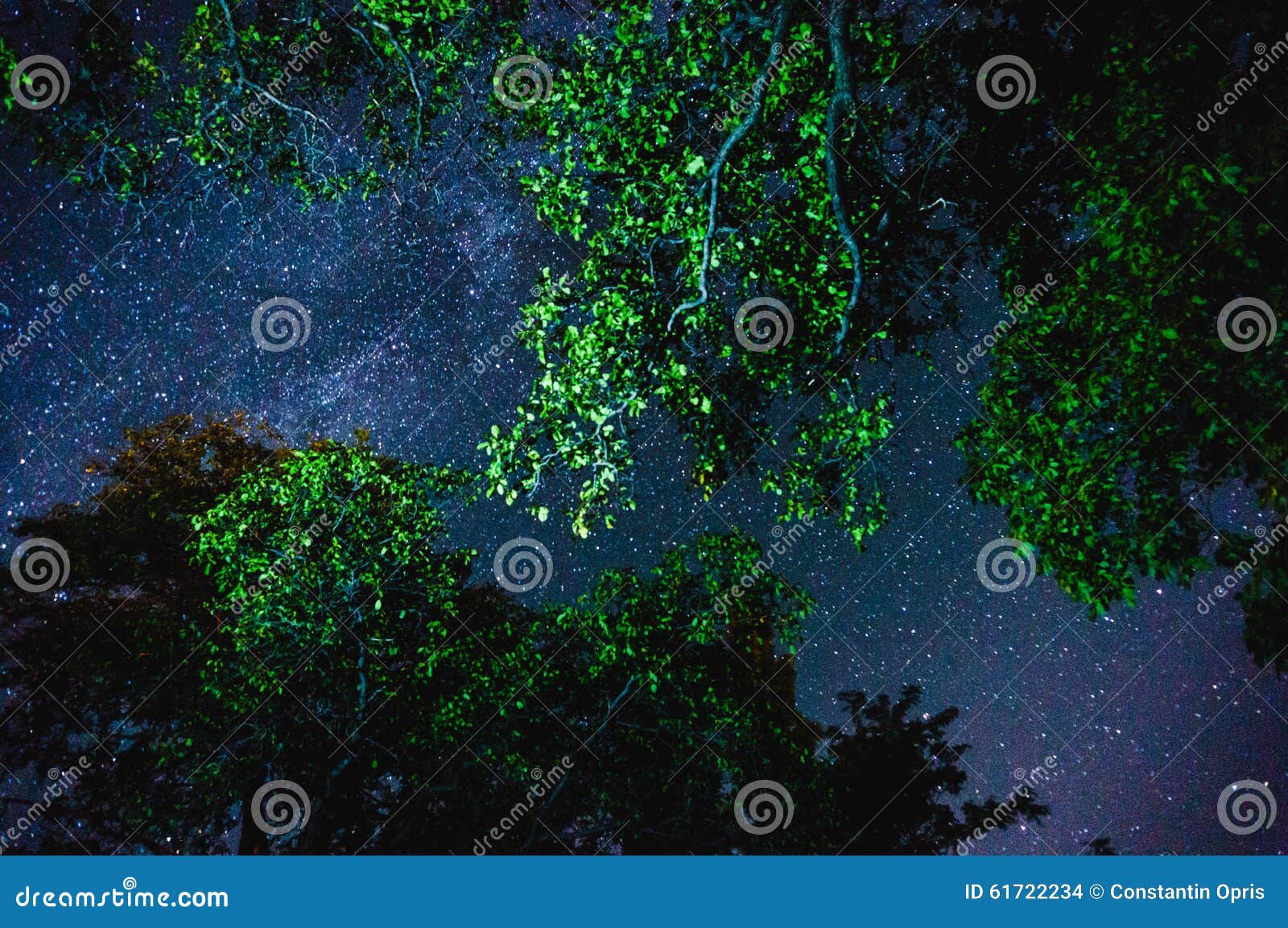 Stars through Tree Branches Stock Photo - Image of branch, branches ...