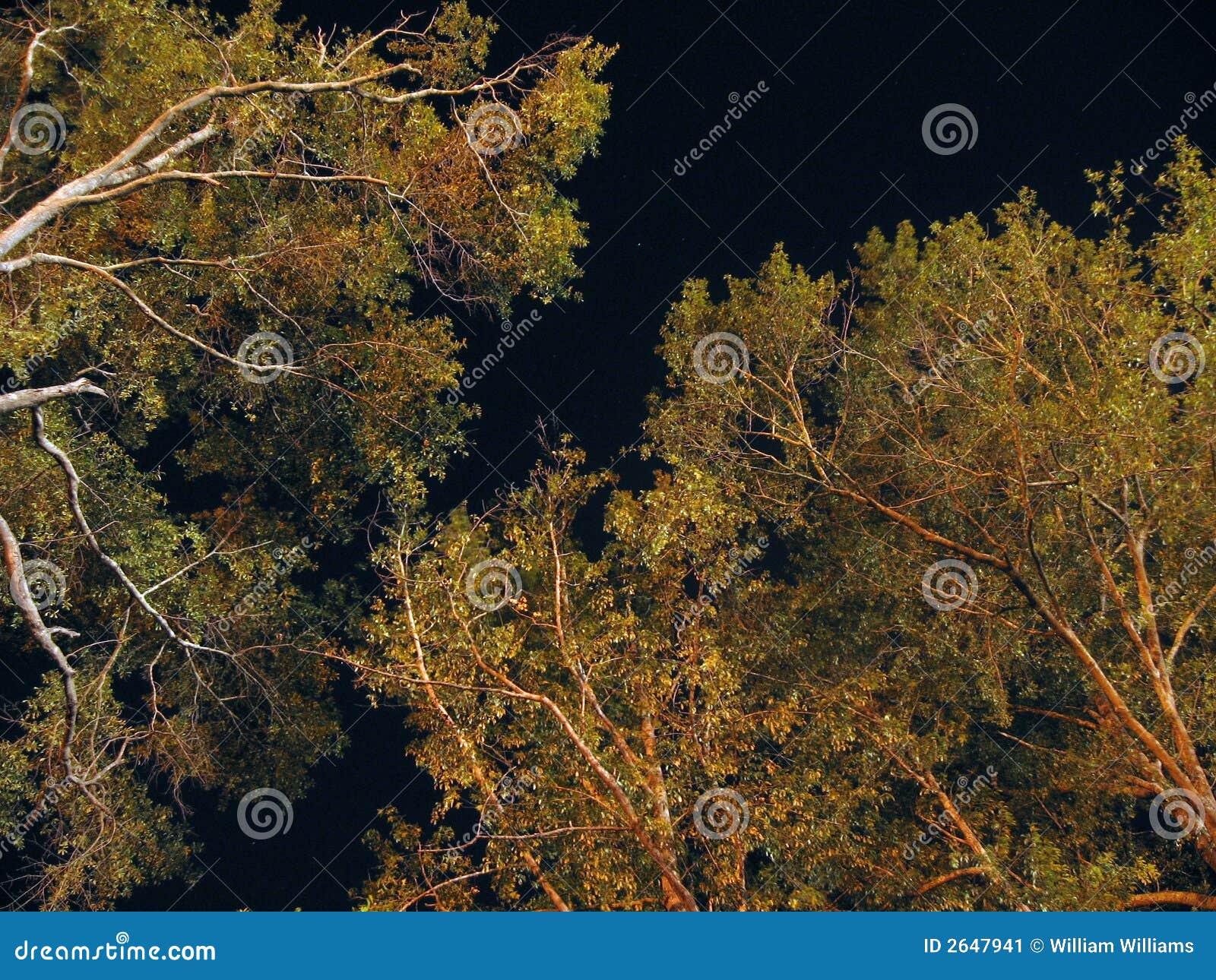 Stars from under the trees stock image. Image of landscape - 2647941