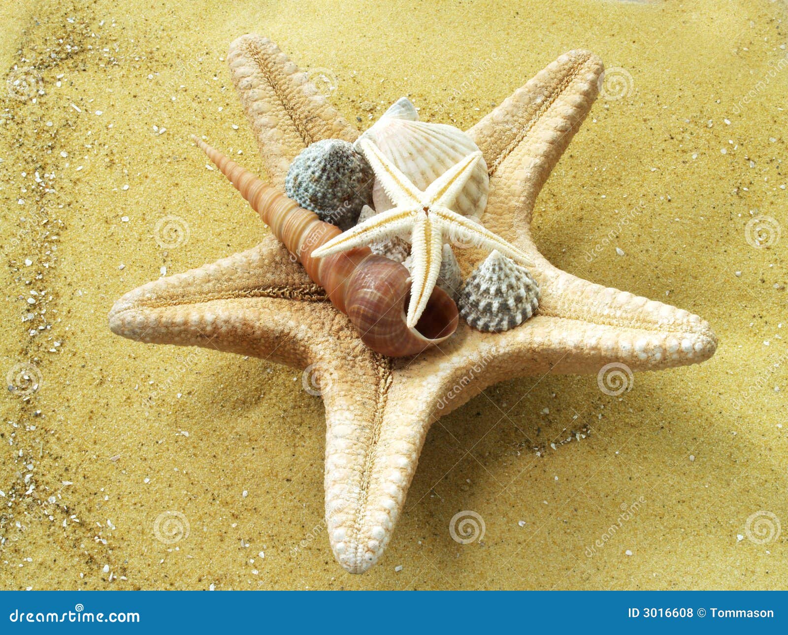 Starshells stock photo. Image of starfish, seaside, nature - 3016608