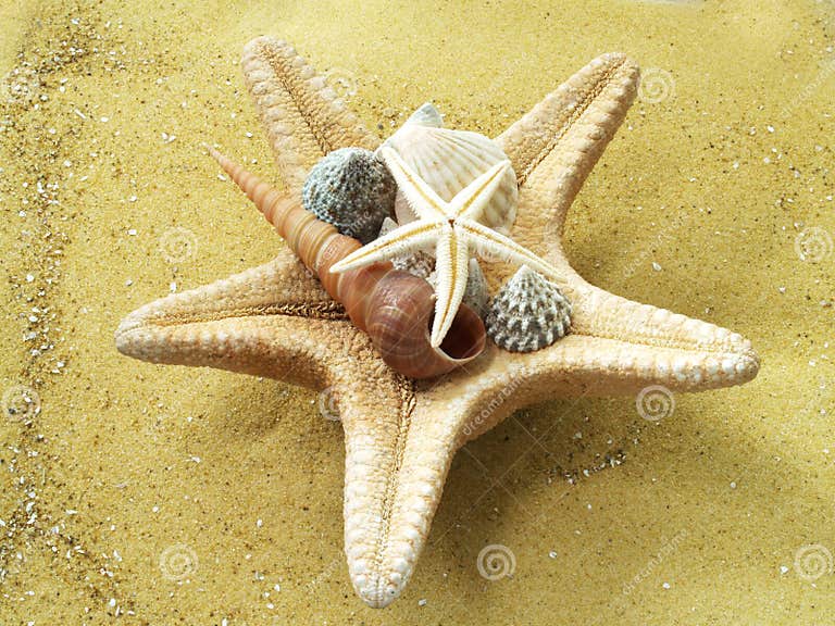 Starshells stock photo. Image of starfish, seaside, nature - 3016608