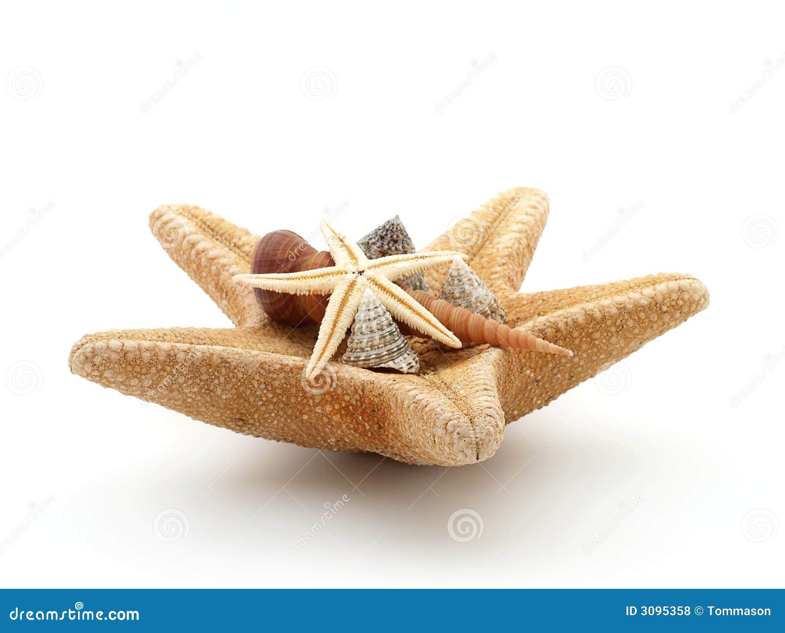 Starshells stock photo. Image of ocean, like, starfish - 3095358
