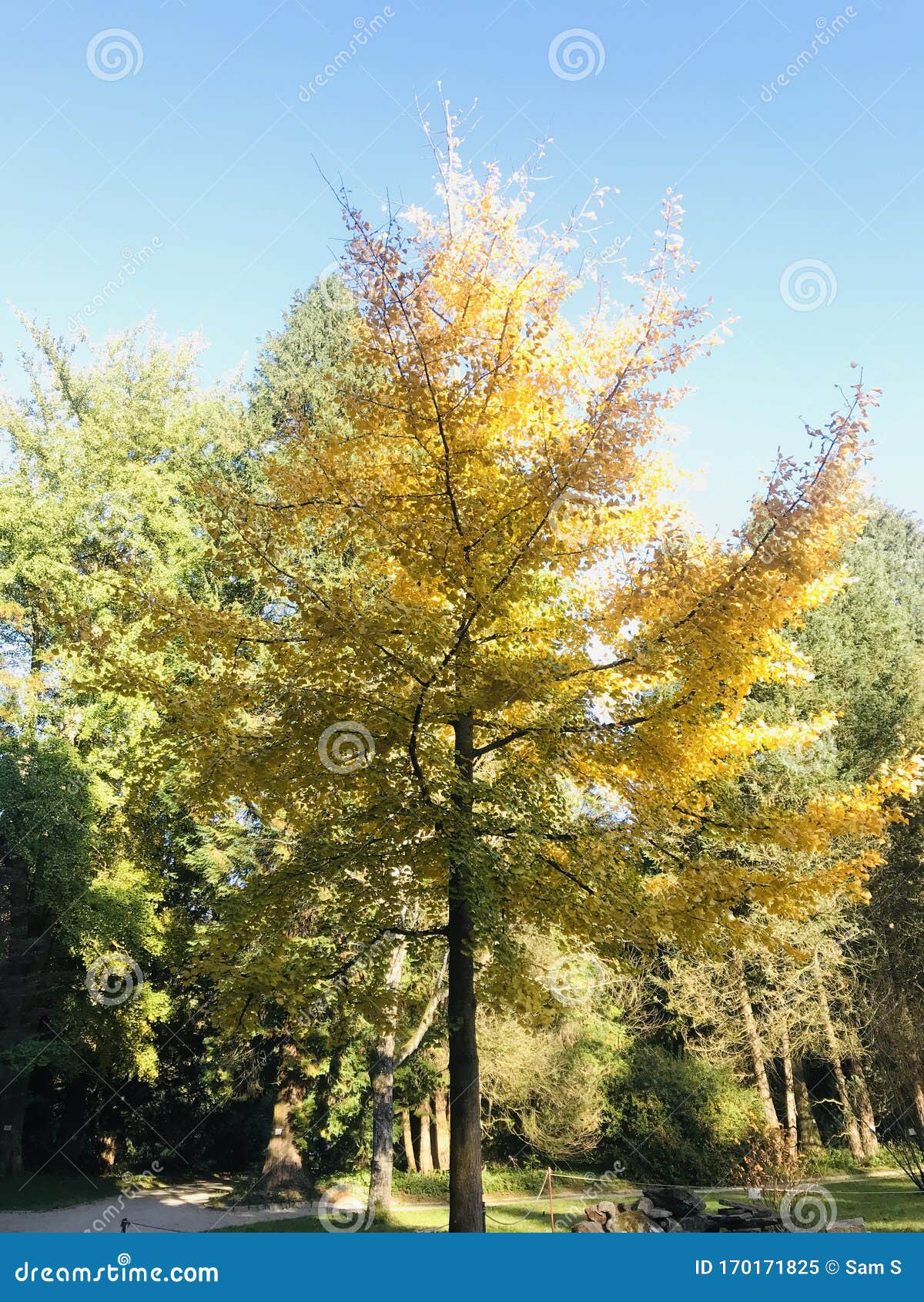 Golden Tree stock image. Image of yellow, yellowtree - 170171825
