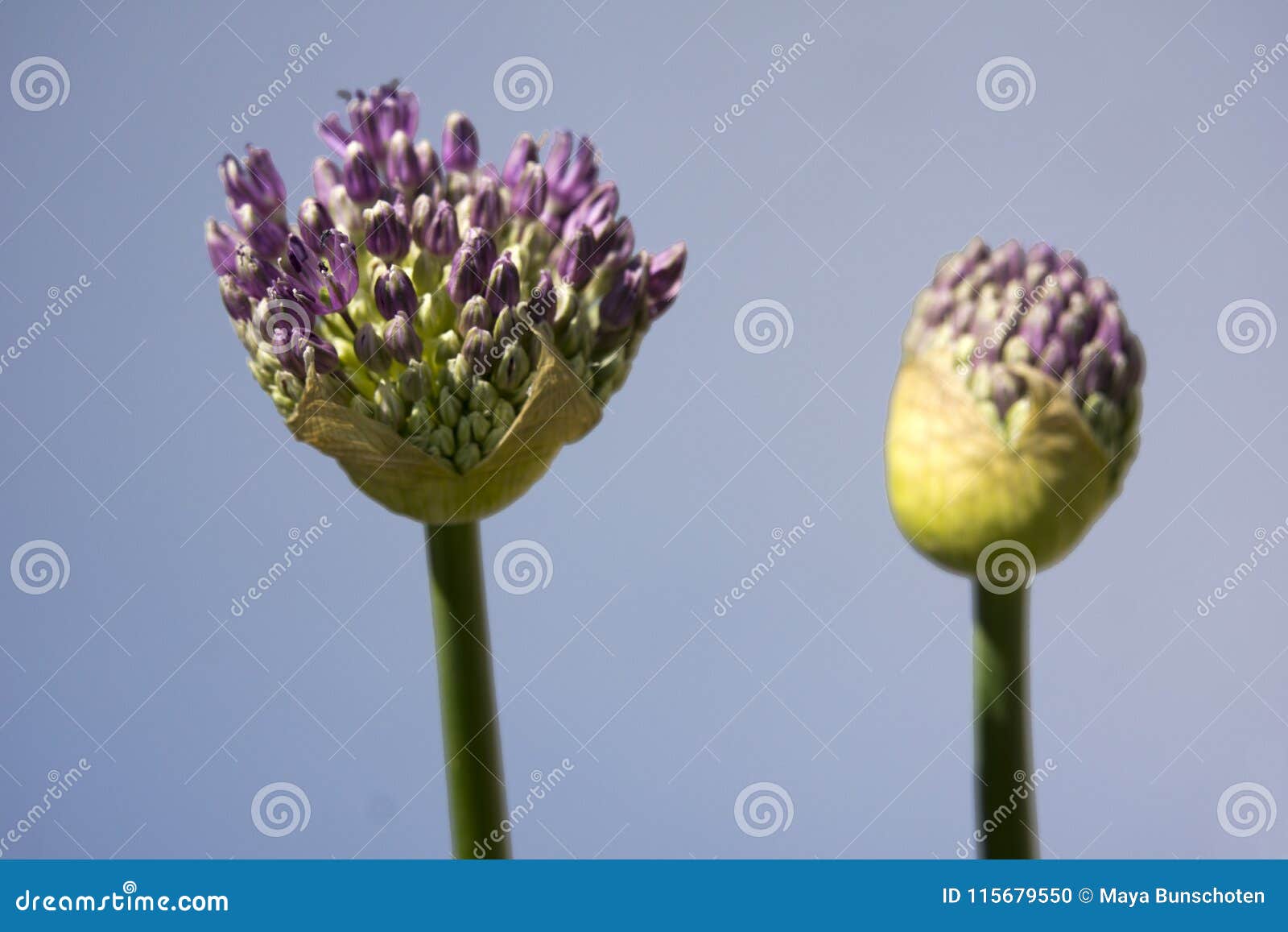 Start of the Bloom of Allium Stock Photo - Image of decoration ...