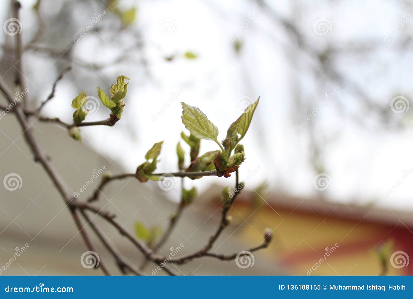 Budding stock image. Image of clicks, camera, trees - 136108165