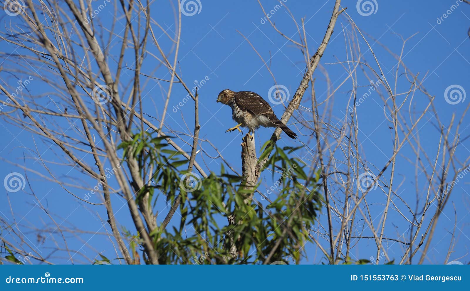 Start with Faith stock image. Image of bright, brilliant - 151553763