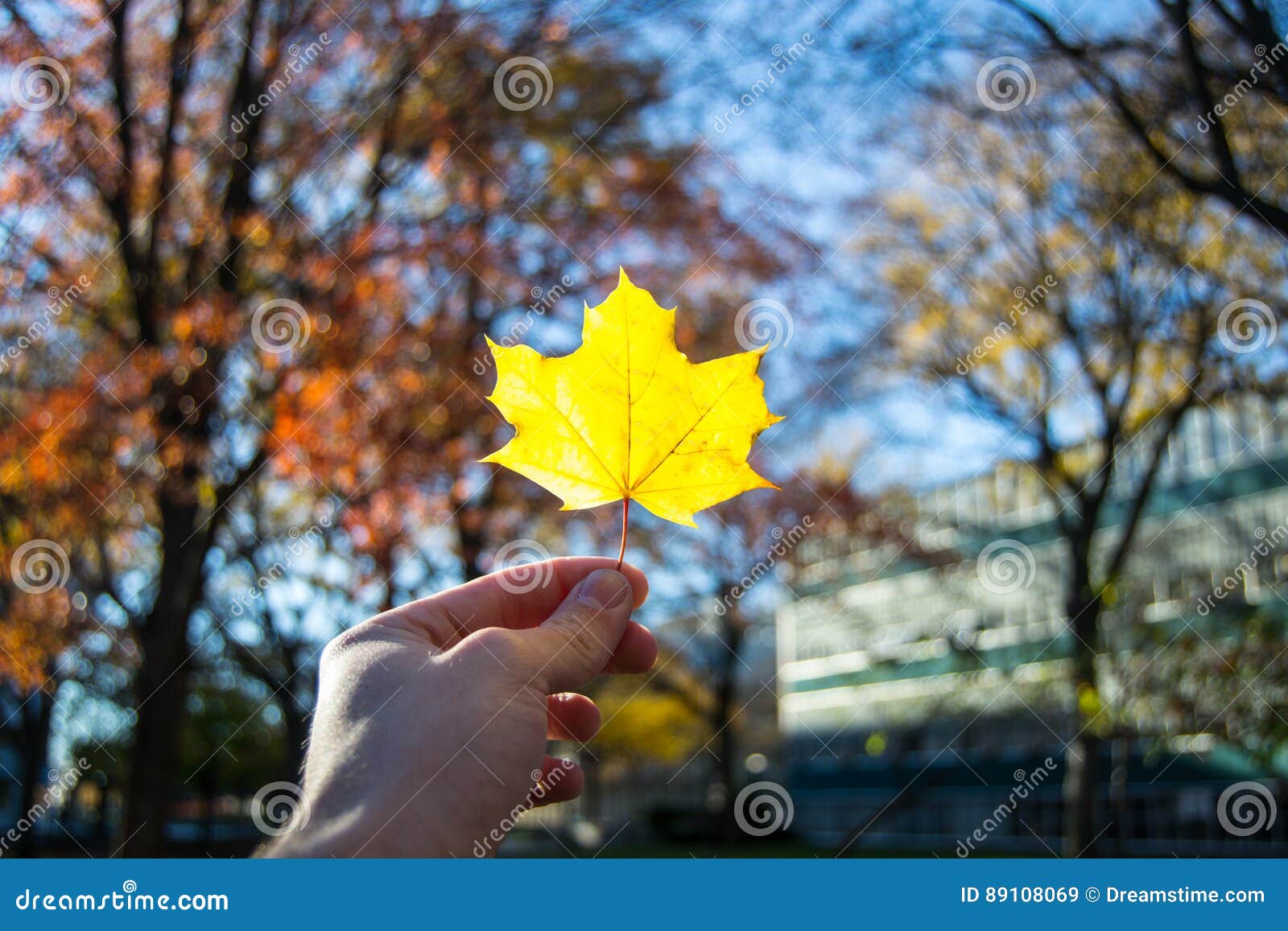 The Start of Fall stock image. Image of leaves, sunset - 89108069