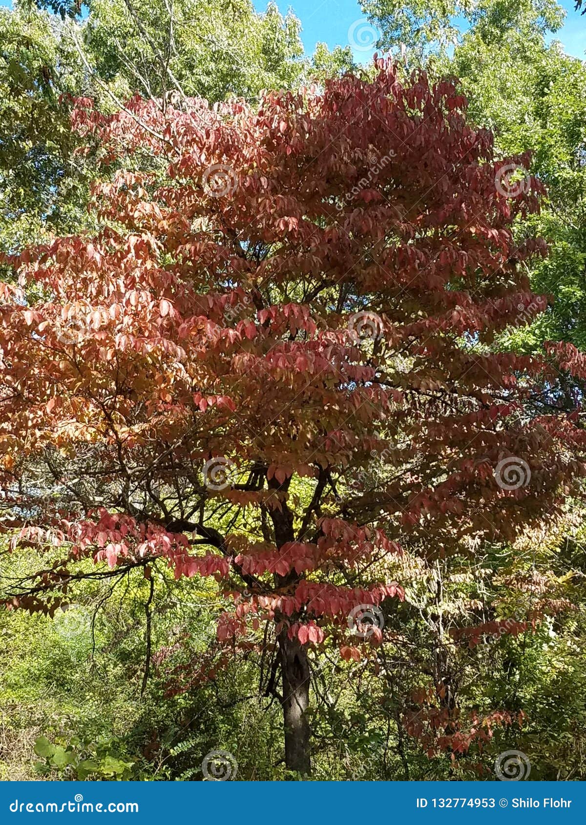 Start of fall stock image. Image of fall, changing, colors - 132774953