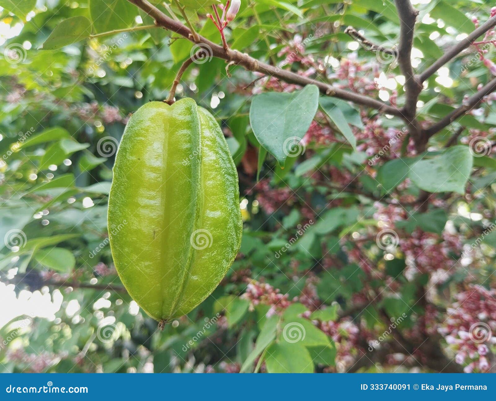 Start Fruit on the Tree. Organic Farm Plant Stock Image - Image of leaf ...