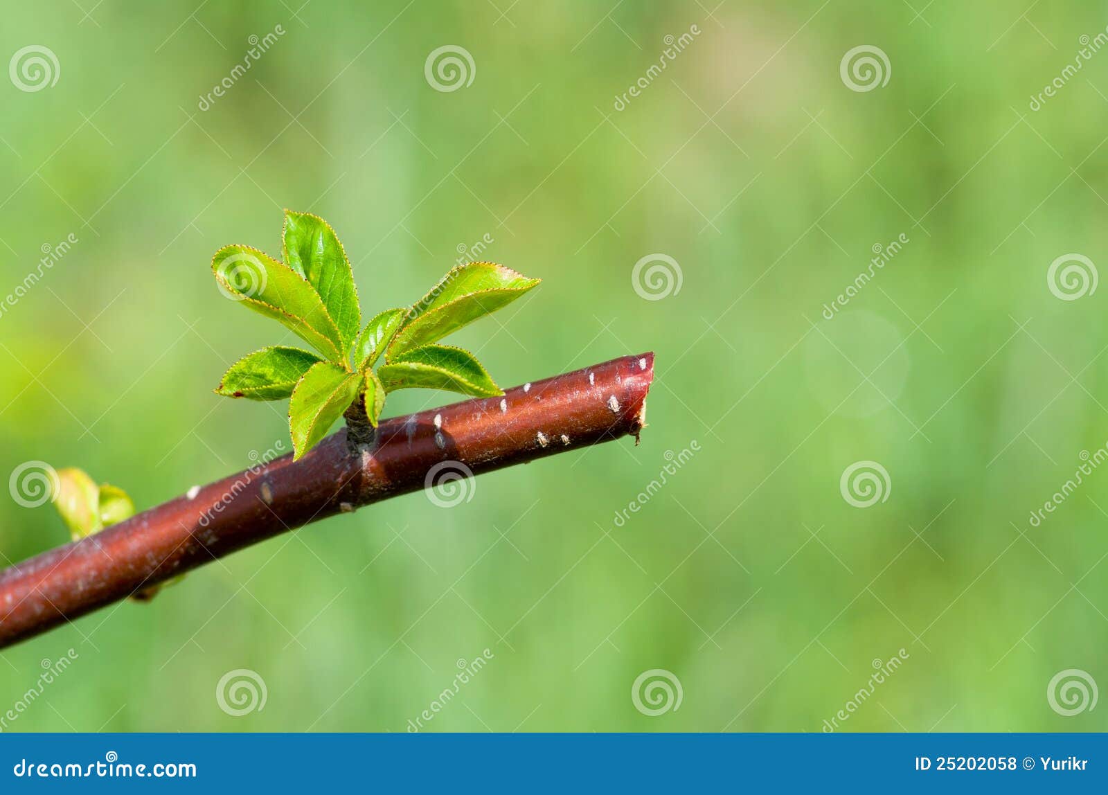 Start of the Life on a Small Branch. Stock Photo - Image of natural ...