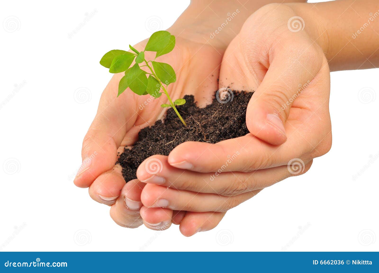 Start New Life, Hands Holding Sapling Stock Photo - Image of life ...
