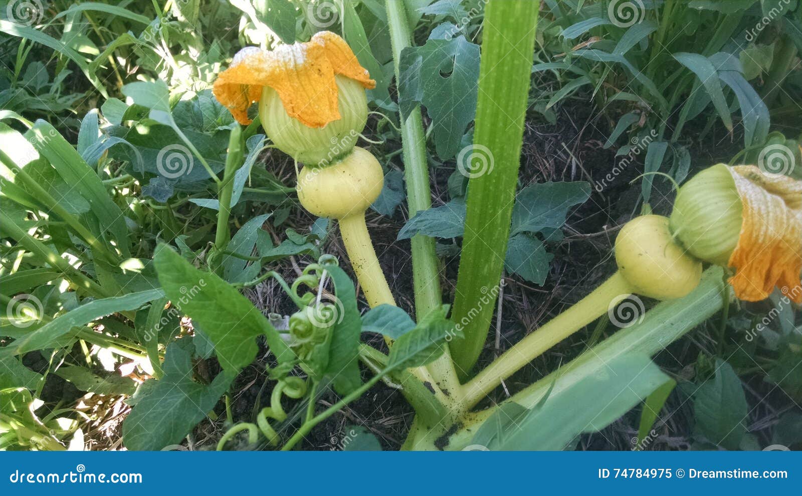 Start of a Pumpkin for 2016 Crop Editorial Image - Image of flowers ...