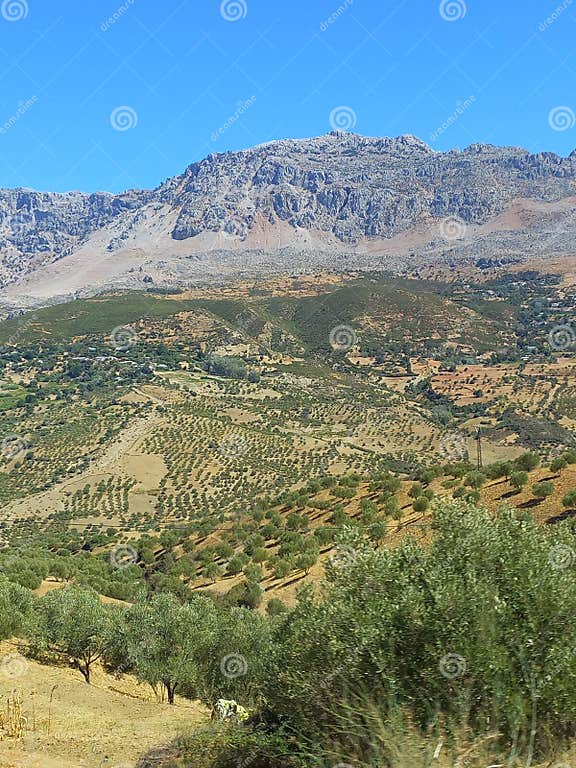 The Start of Rif Mountain in Morocco Jebala Stock Image - Image of tree ...
