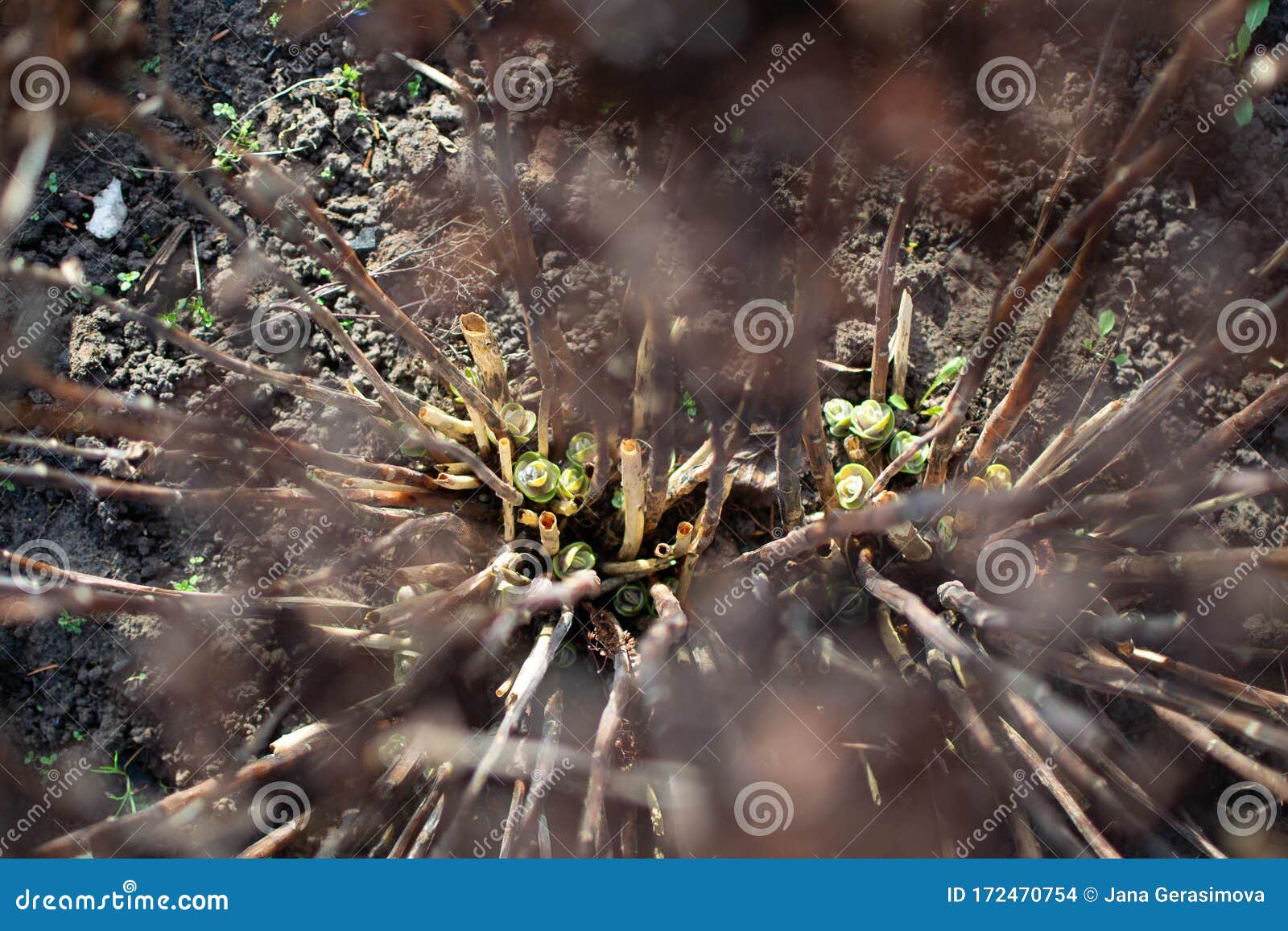 The Start of Spring, the New Beginning Stock Photo - Image of bare ...